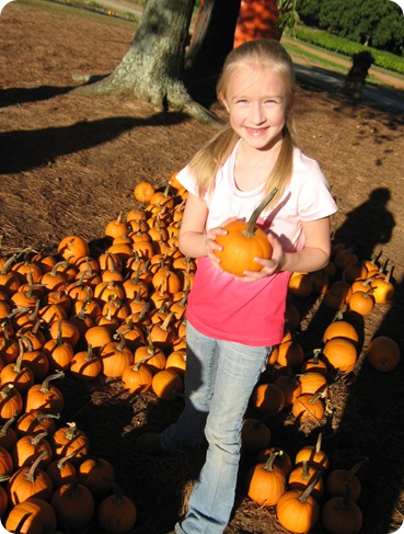 Punkin Patch | Living Laughing & Loving
